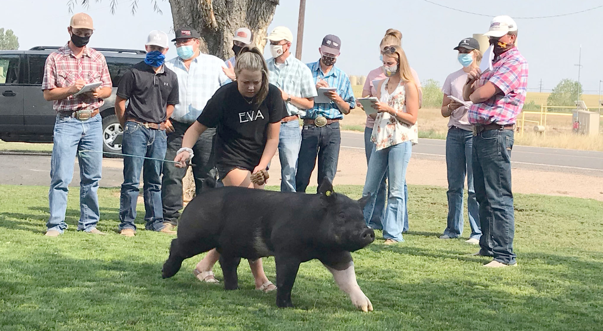 UW livestock judging team sweeps team categories – AgNews