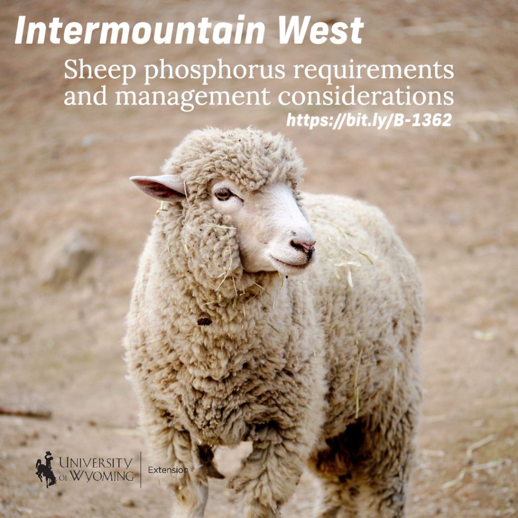 UW Extension publication details sheep phosphorus considerations – AgNews