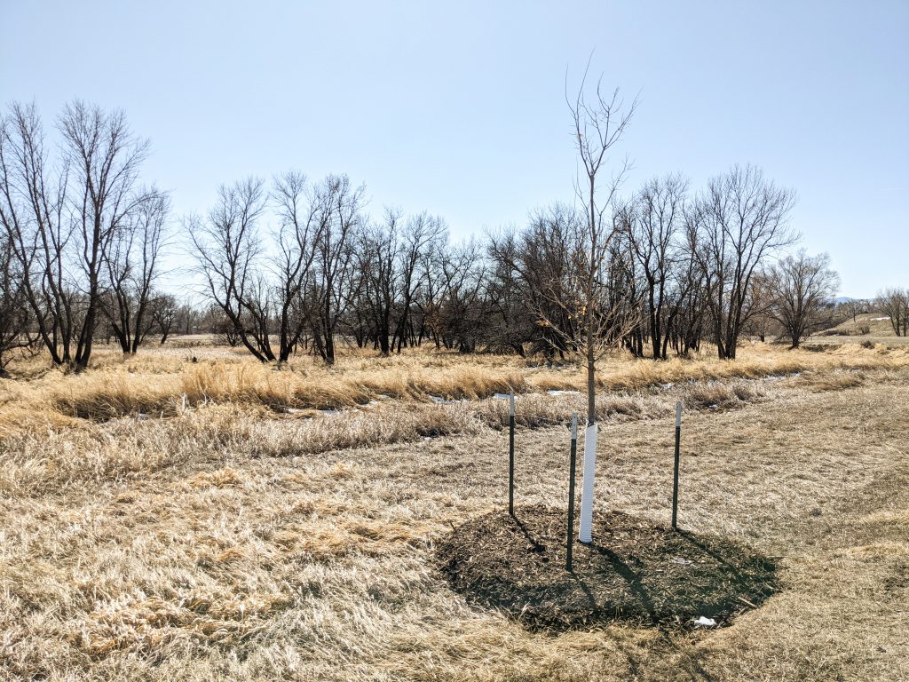 Mulch ring soothes a newly planted tree’s stress – AgNews