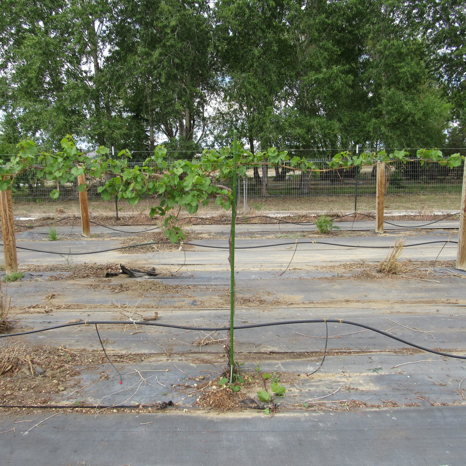 Proper planting, training vines crucial to a vineyard’s success – AgNews