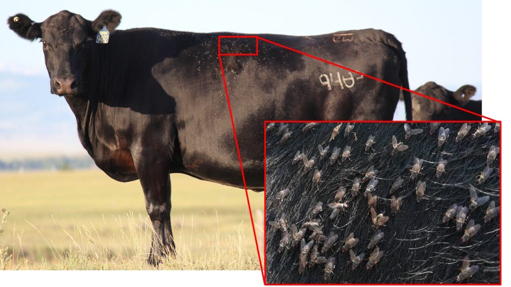 UW Extension Releases Report on Horn Fly Management for Beef Cattle ...