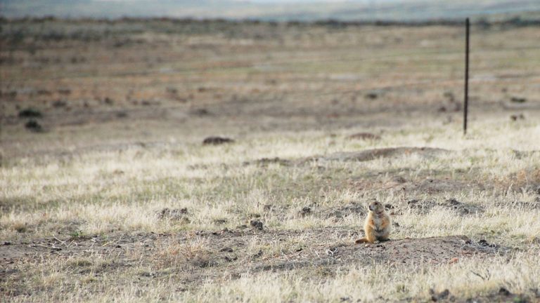 UW-Led Study Details Impact of Prairie Dog Plague Die-Off on Other ...