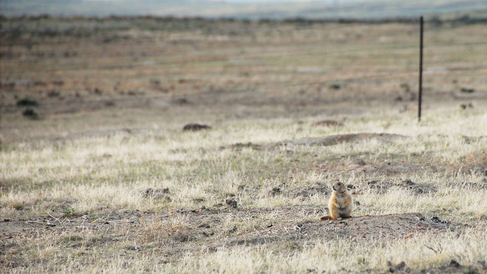 UW-Led Study Details Impact of Prairie Dog Plague Die-Off on Other ...