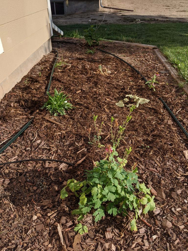 Drip Systems Provide Efficient Landscape Irrigation – AgNews