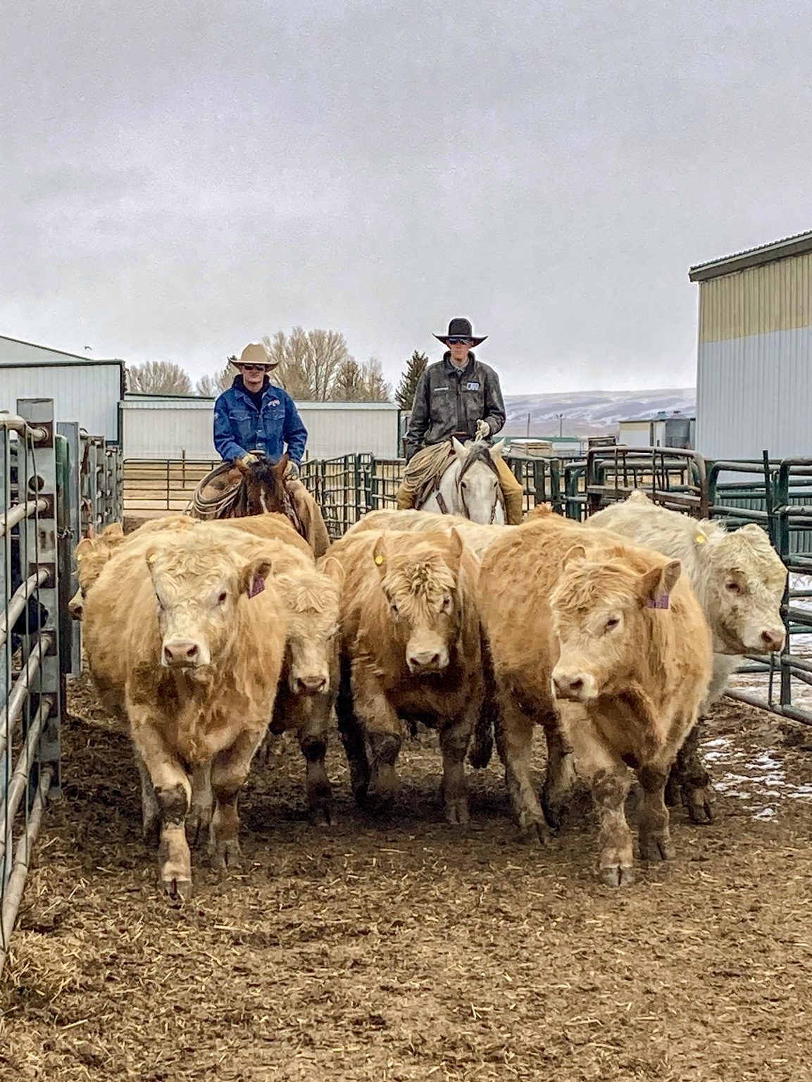 UW High Altitude Bull Test Culminates in Educational Field Day, Private ...