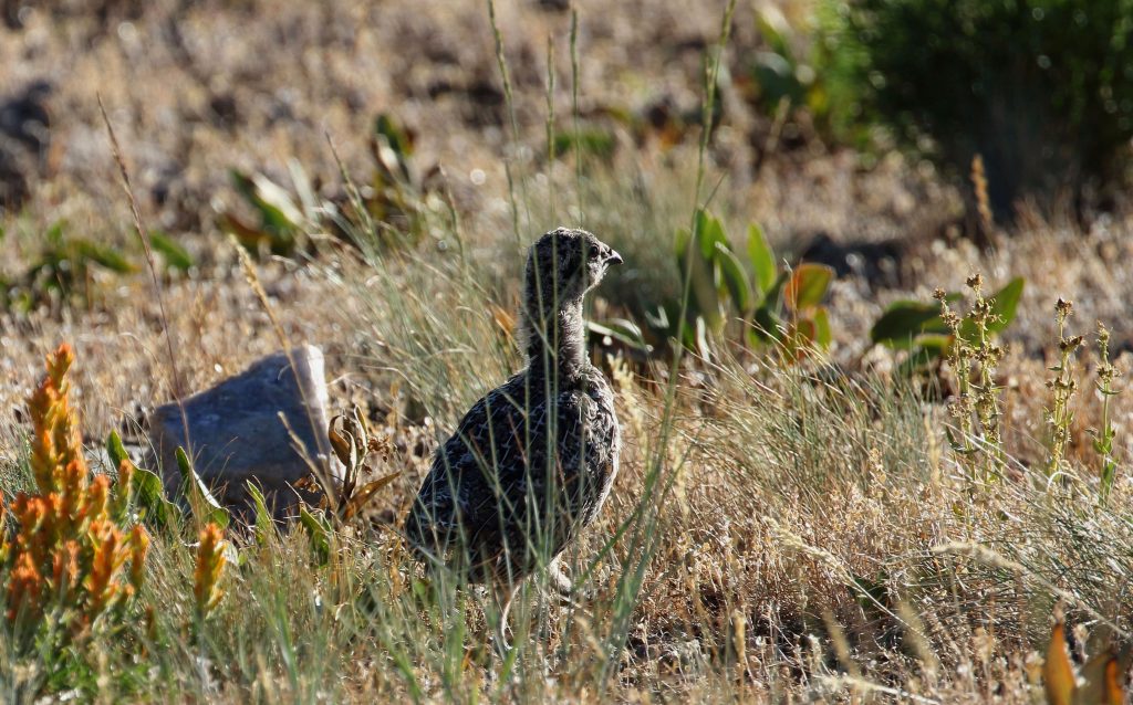 Wyoming Researchers Question Value of Sagebrush Control in Conserving ...