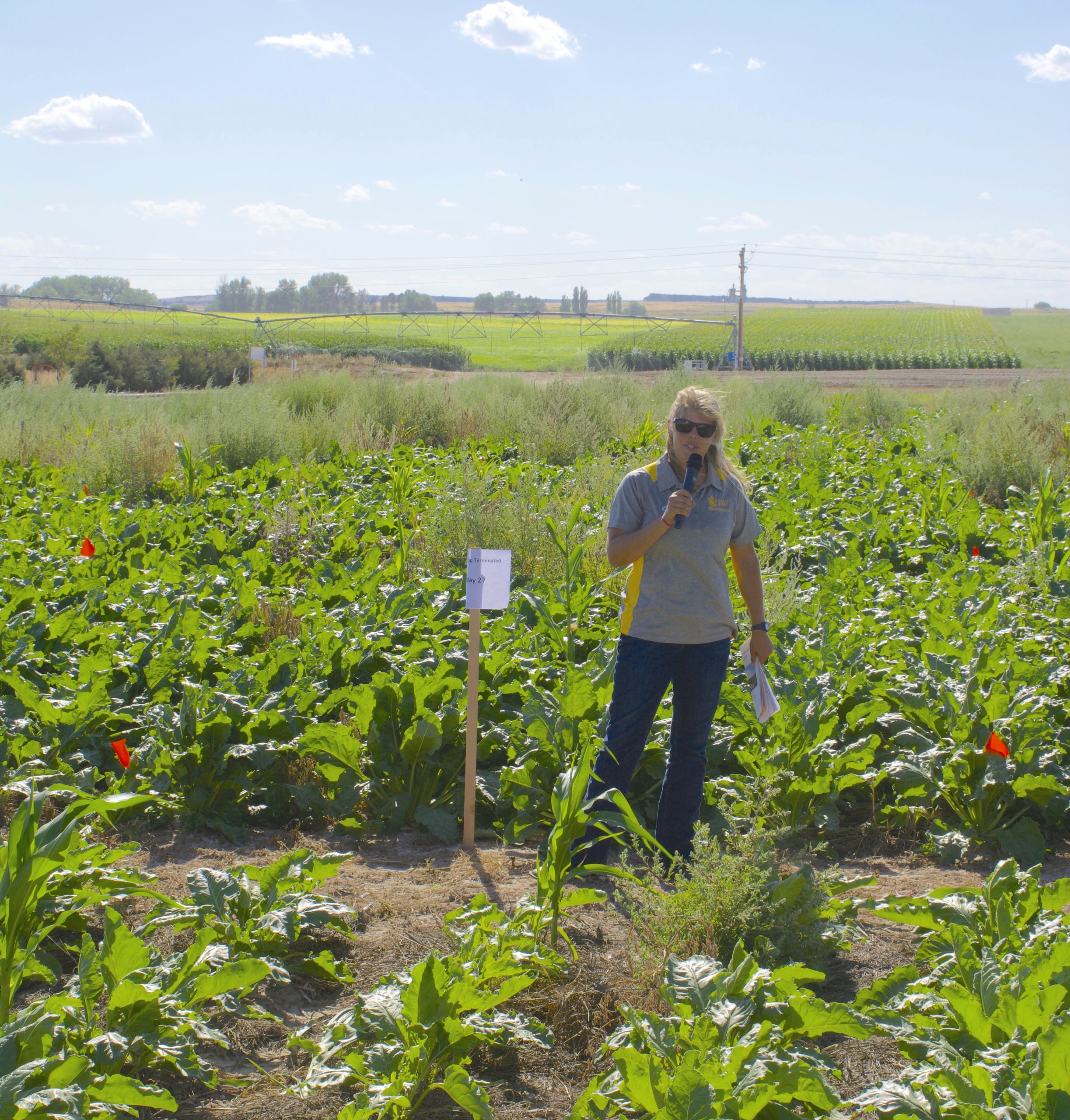 UW to Showcase Agricultural Research at Lingle Field Day Aug. 9 – AgNews