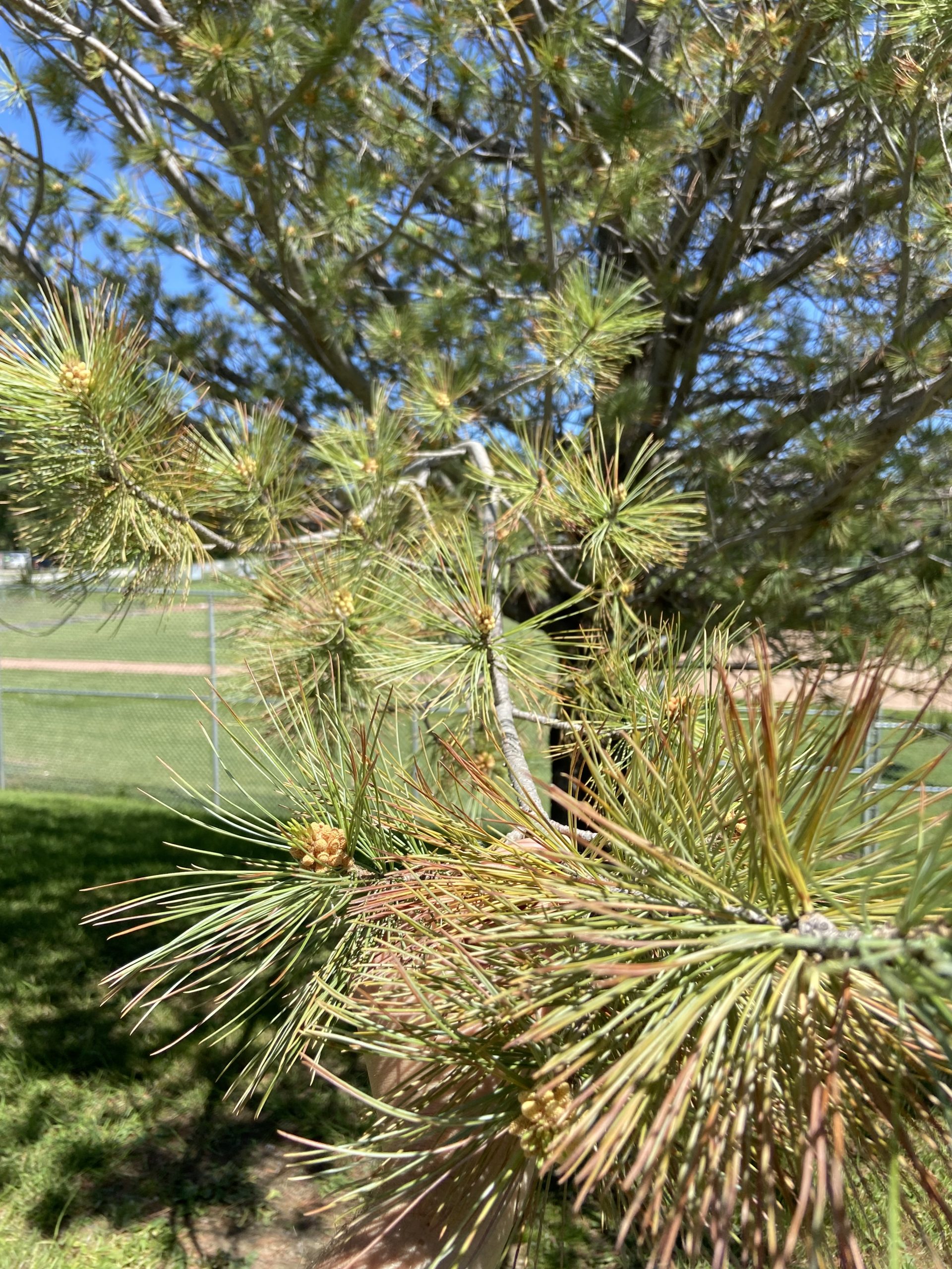 Not Dead Yet: Caring for Evergreens with Winter Injury – AgNews