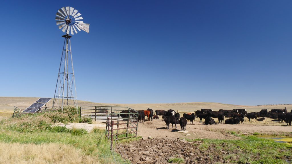 Registration Open for Applied Reproductive Strategies in Beef Cattle ...