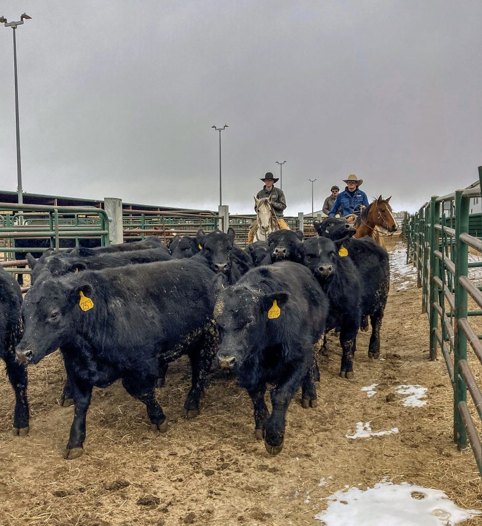 Registration Open for UW’s Second Annual High Altitude Bull Test – AgNews