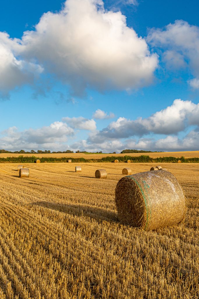 Hay Analysis Reports: Interpreting Results – AgNews