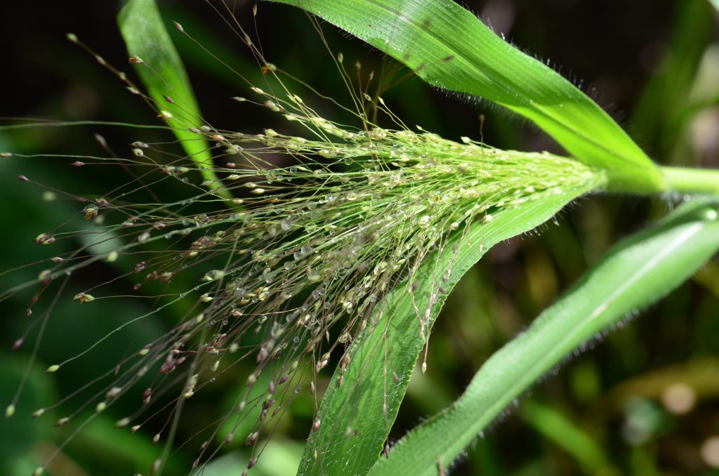 Don’t Panic: Managing for Toxicity Risk in Panicum Grass Species – AgNews