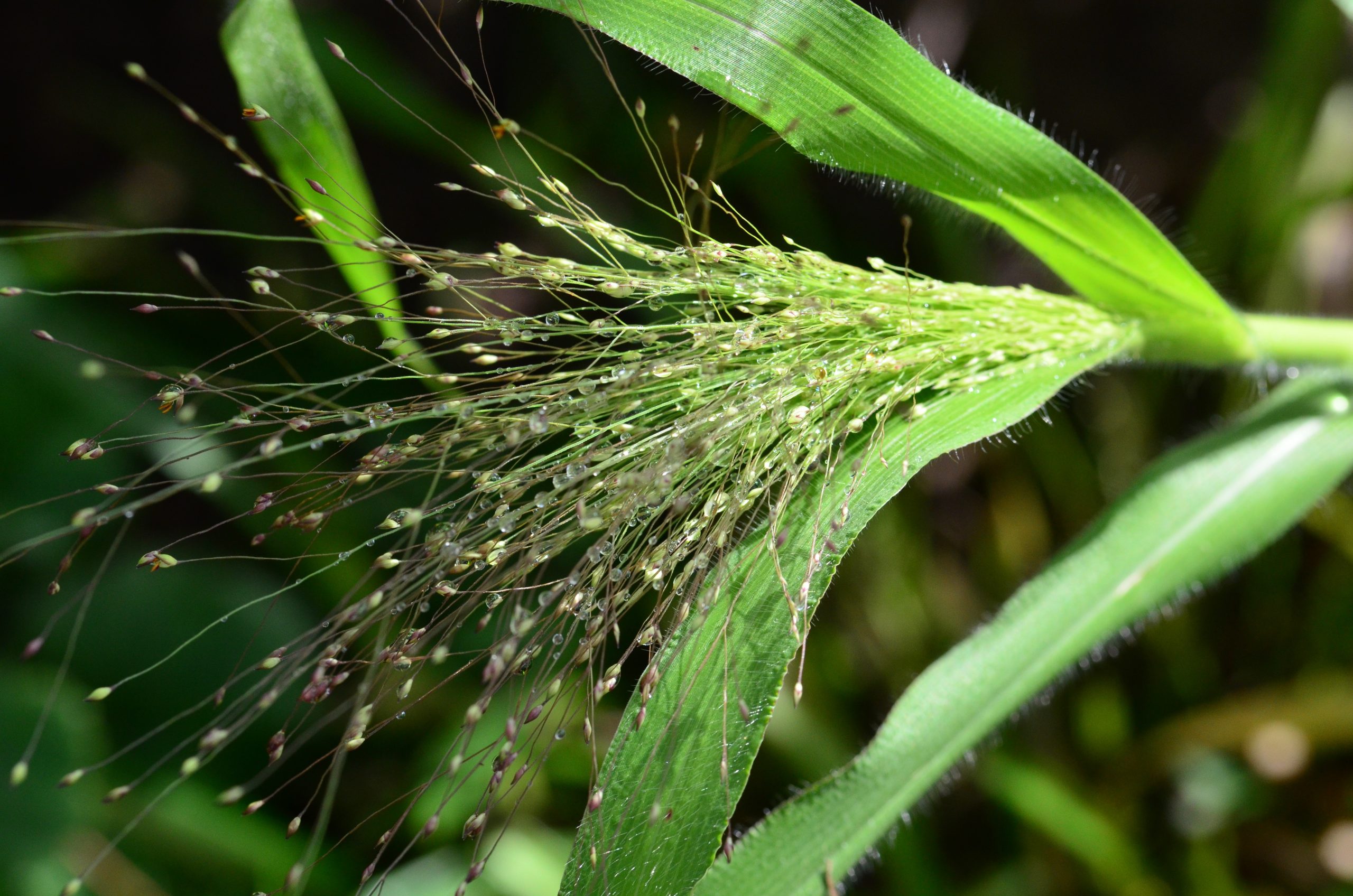 Don’t Panic: Managing for Toxicity Risk in Panicum Grass Species – AgNews
