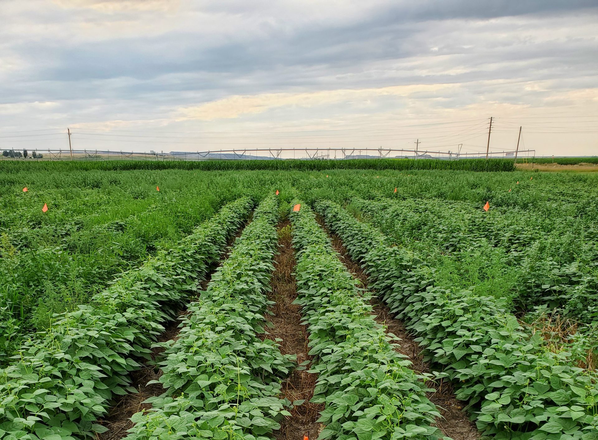 Saving money and reducing herbicide use in edible dry bean production ...