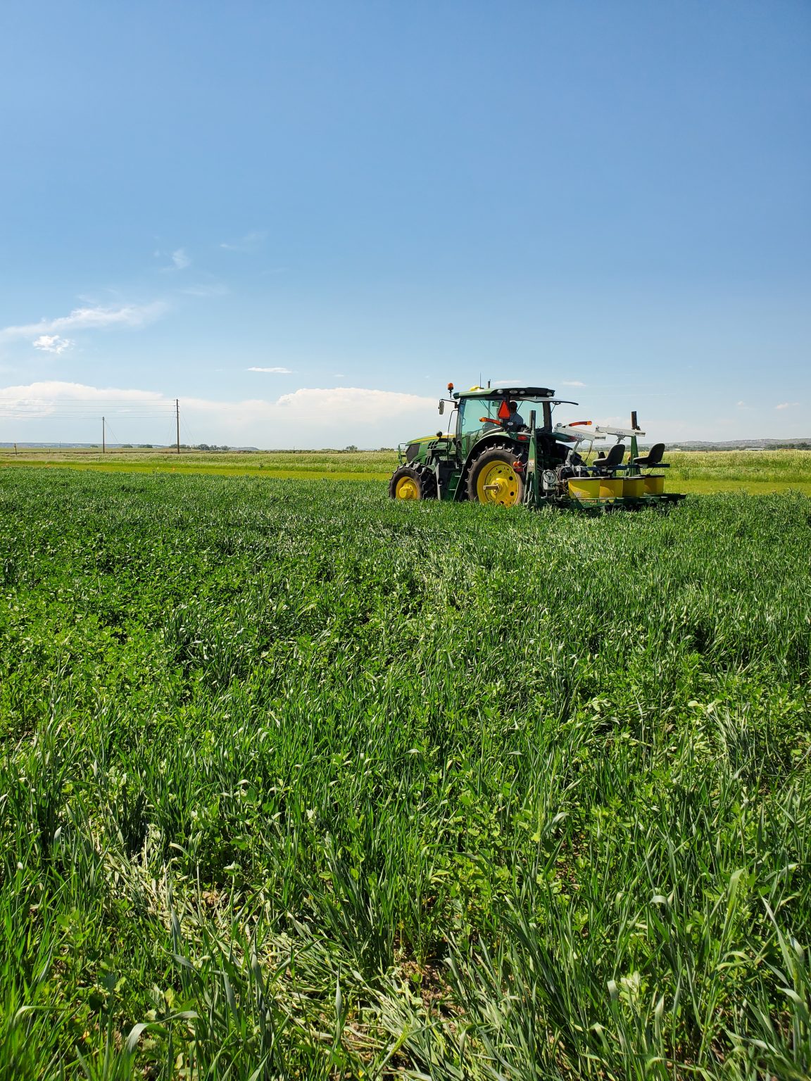 Saving money and reducing herbicide use in edible dry bean production ...