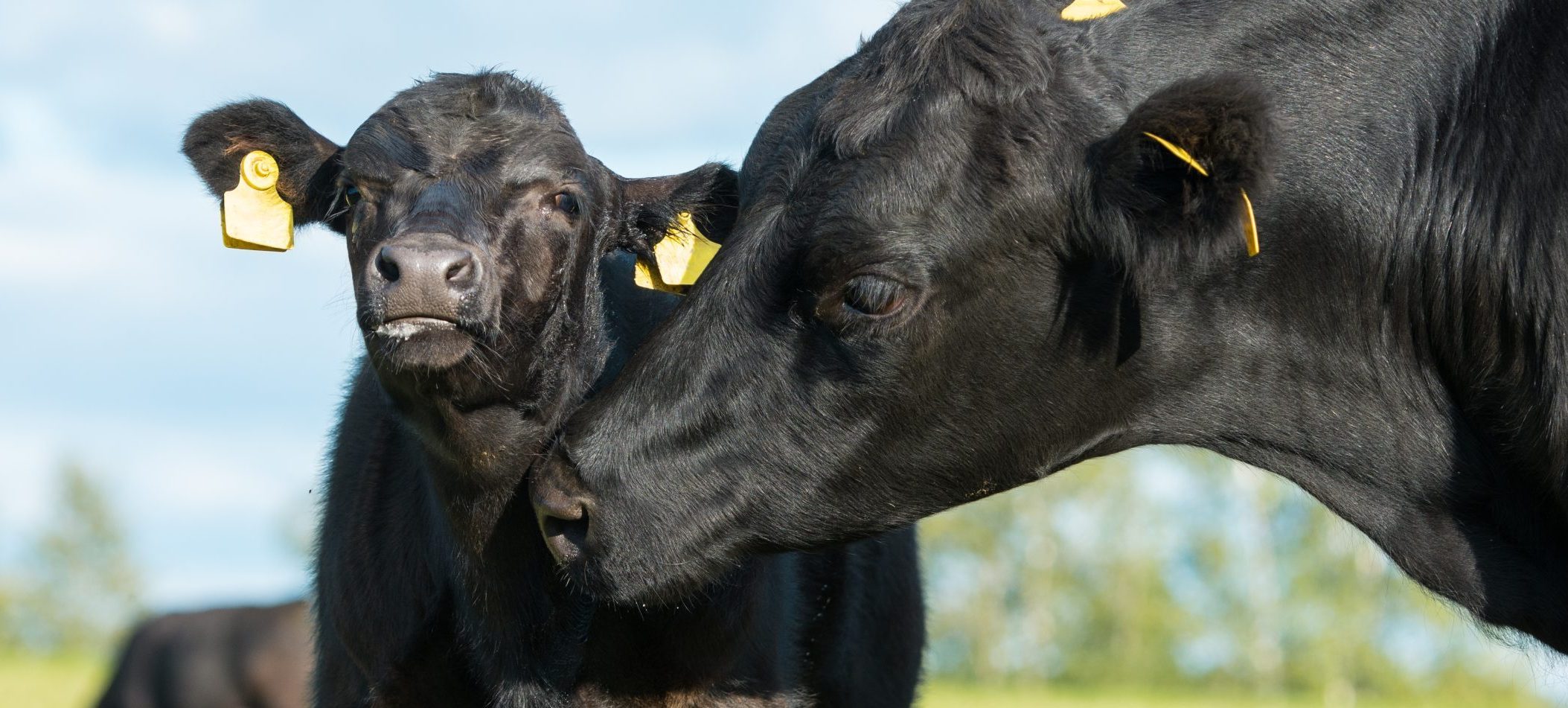 Colostrum in Beef Cattle – AgNews