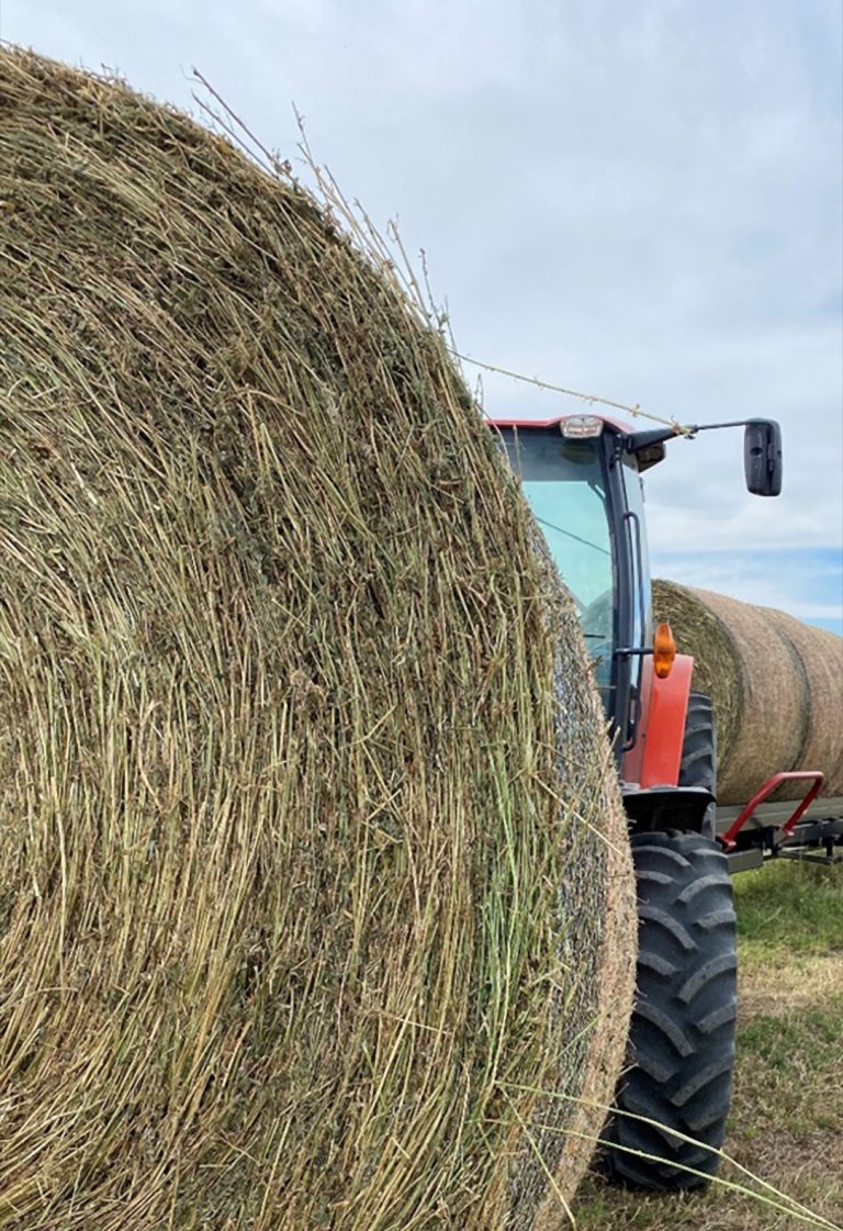 UW Extension Publishes Recommendations on Alfalfa Weevil Management ...