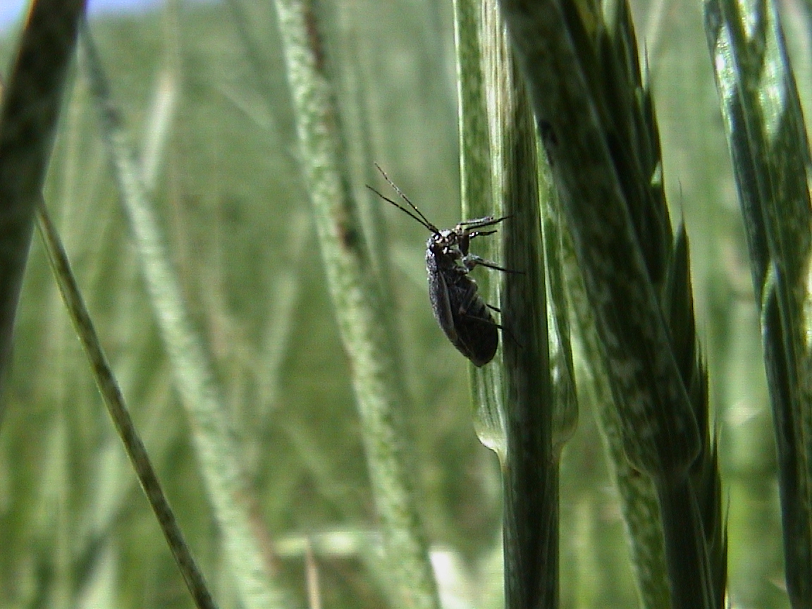 UW Extension Releases New Publication: “What to Do about Those Pesky Grass Bugs?” – AgNews