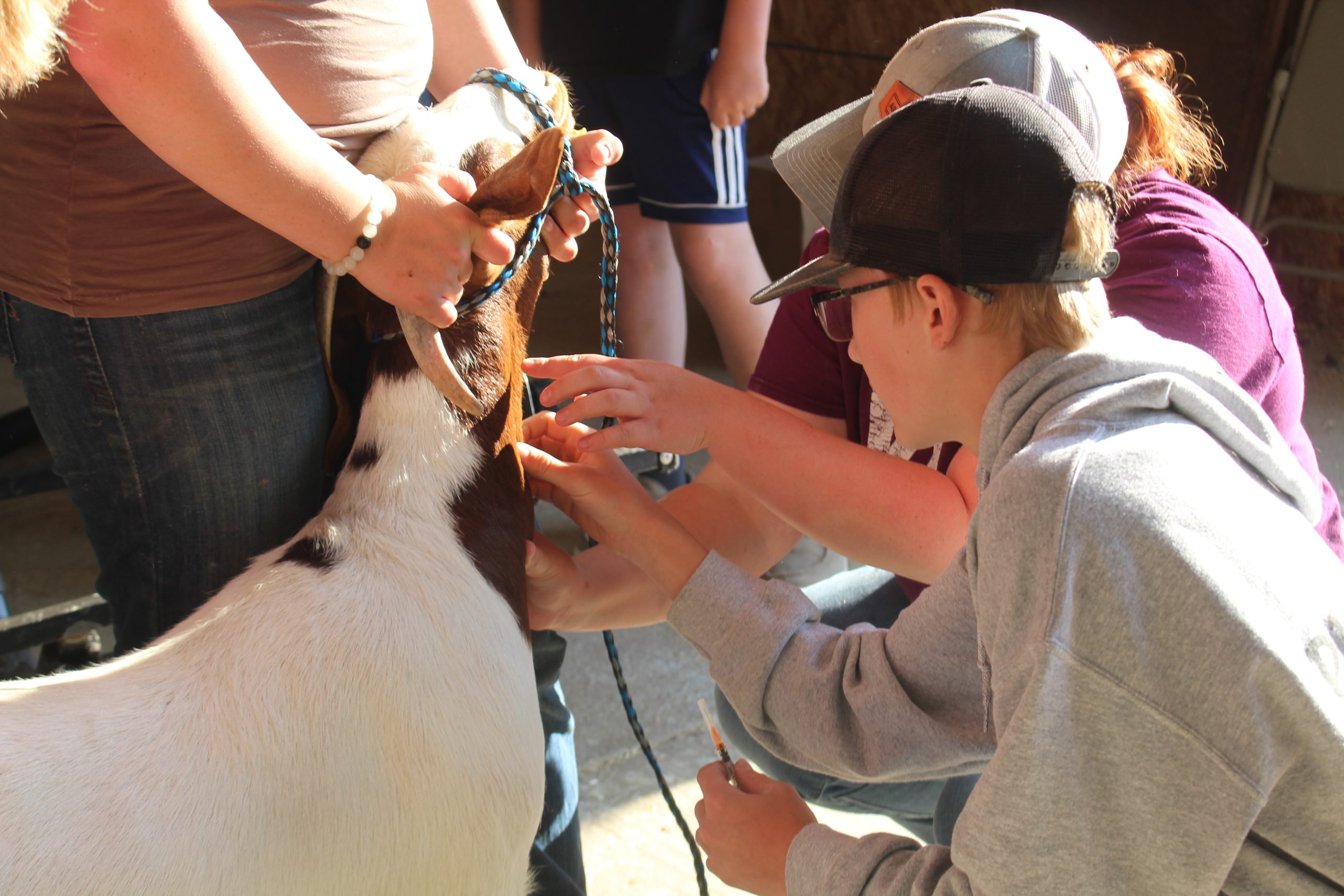 UW Extension to Offer Sheep and Goat AI Class and Breeding Days – AgNews