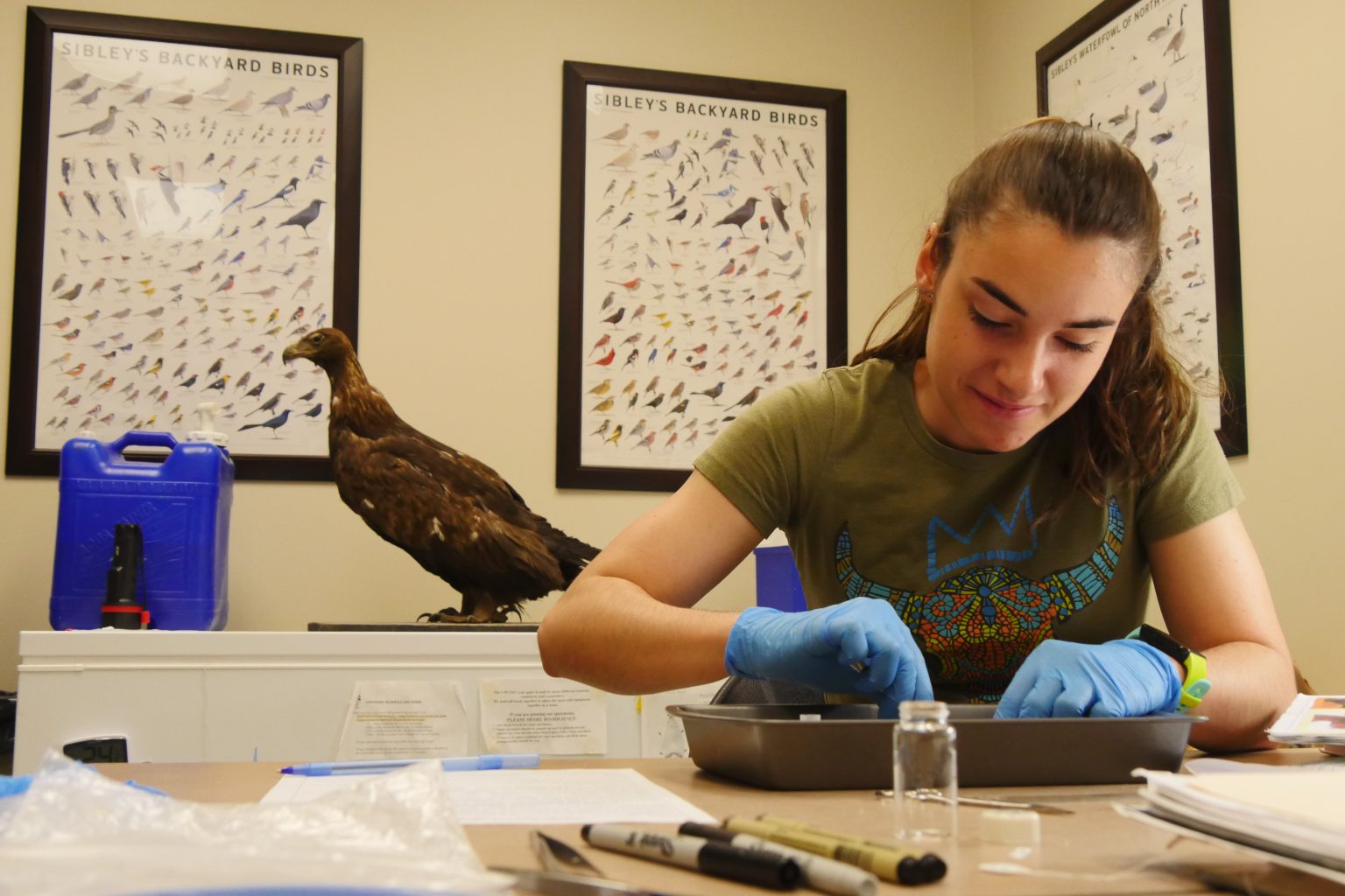 UW Museum of Vertebrates Supports Scientific Outreach and Education ...