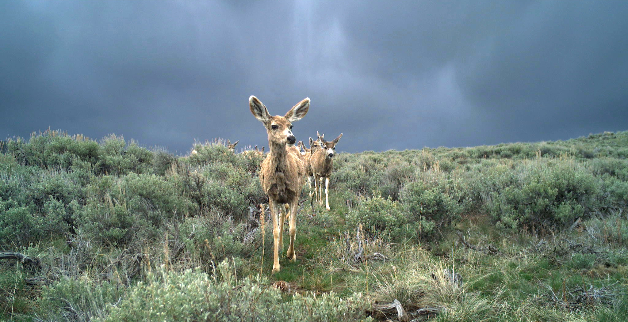 More Than 200 Big-Game Migrations Now Mapped Across American West – AgNews