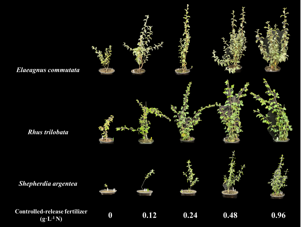 Three Native Edible Berries May Help Boost Indigenous Food Sovereignty ...