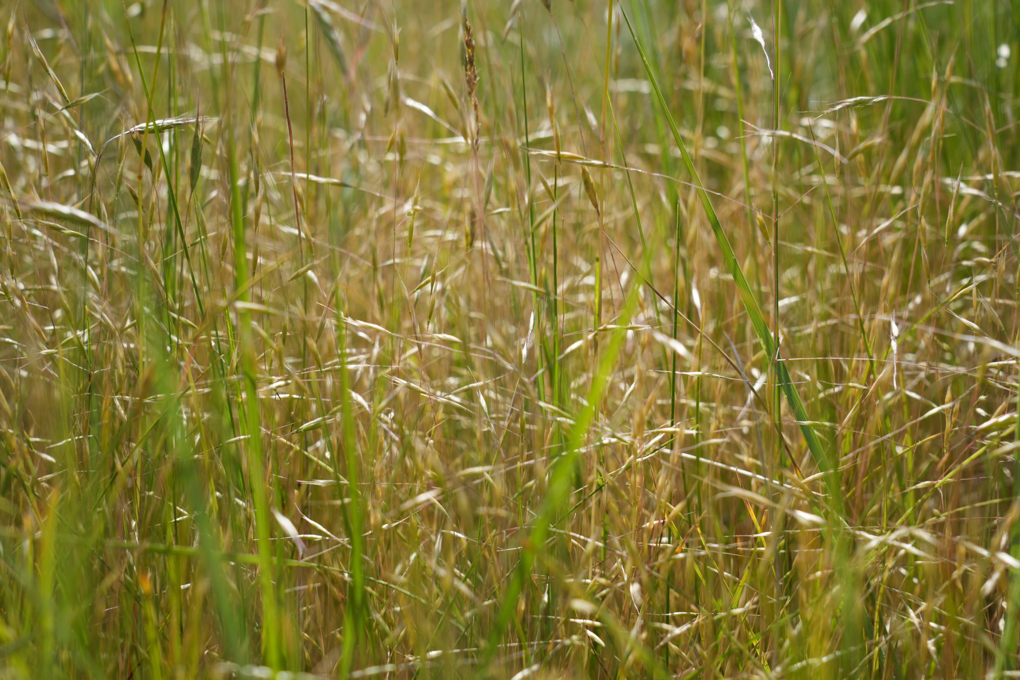 UW-Led Institute Releases New Film on Managing Invasive Annual Grasses ...