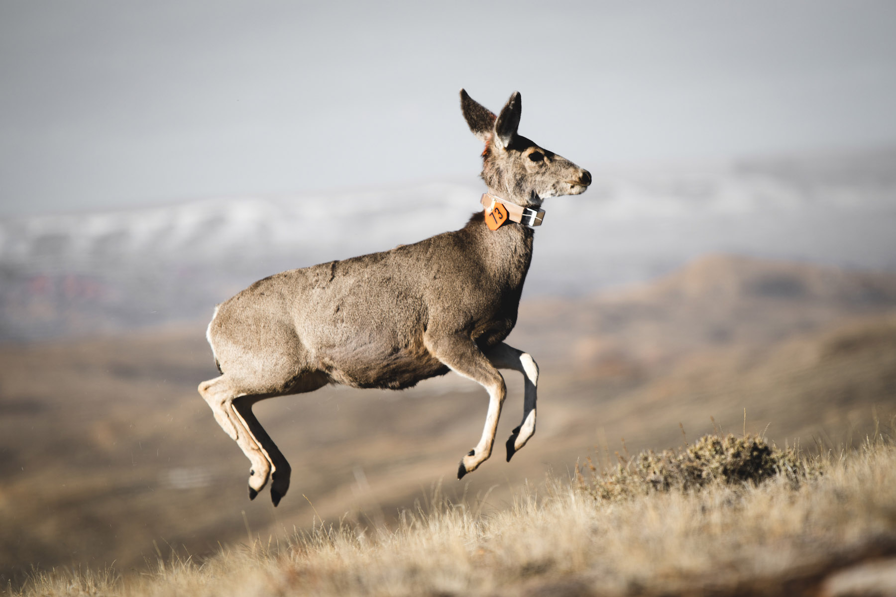 Migration Pays Off: Study Links Long-Distance Movement of Mule Deer to ...